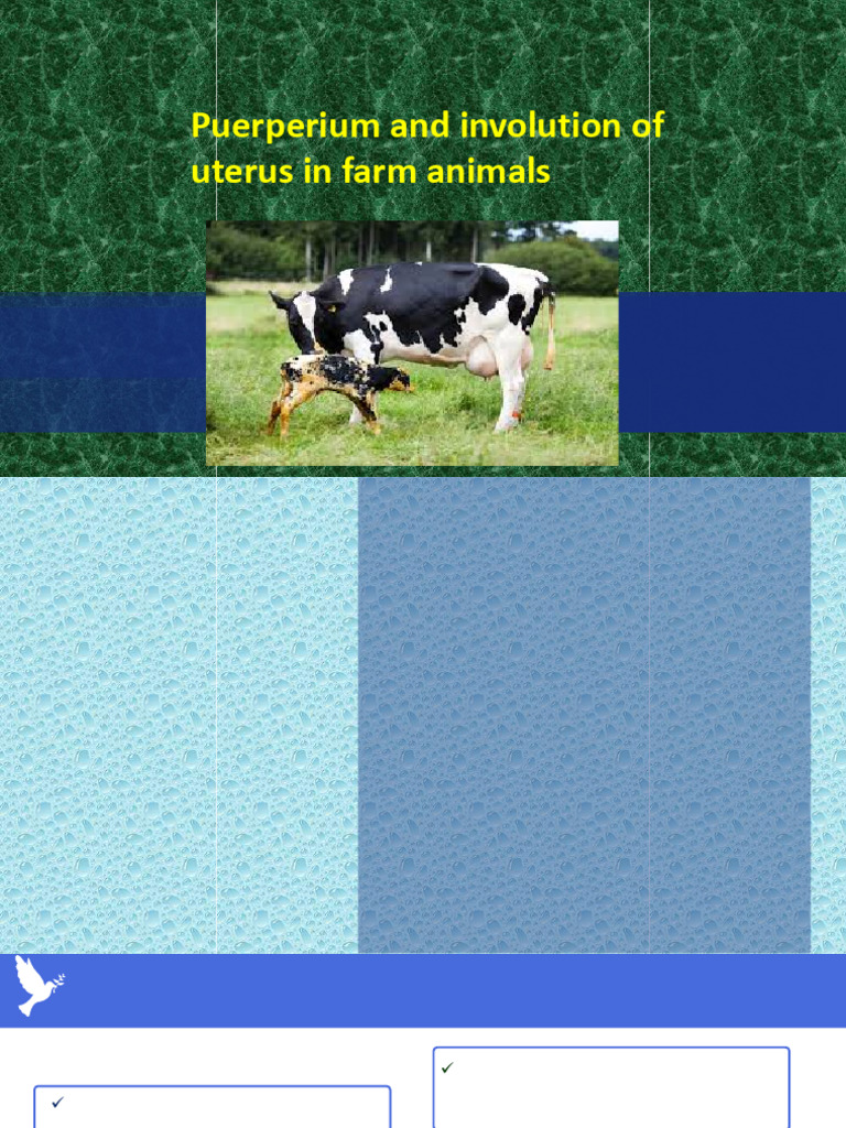 Puerperium and Involution of Uterus in Farm Animals | PDF | Ovary | Uterus