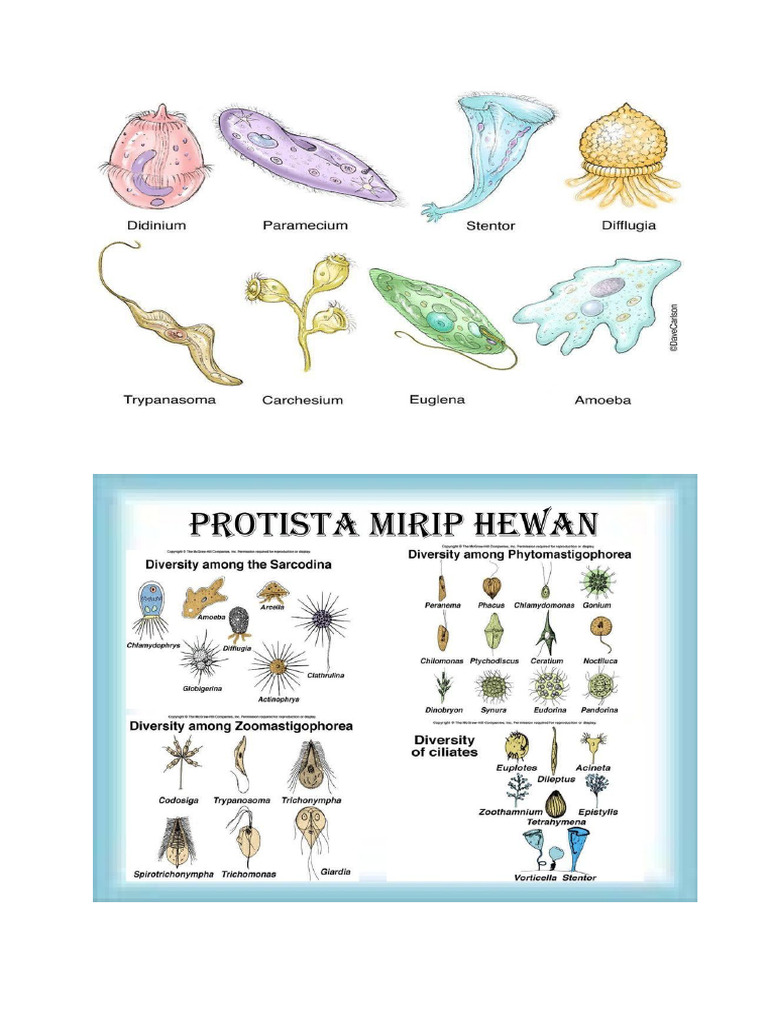 Gambar Protista | PDF