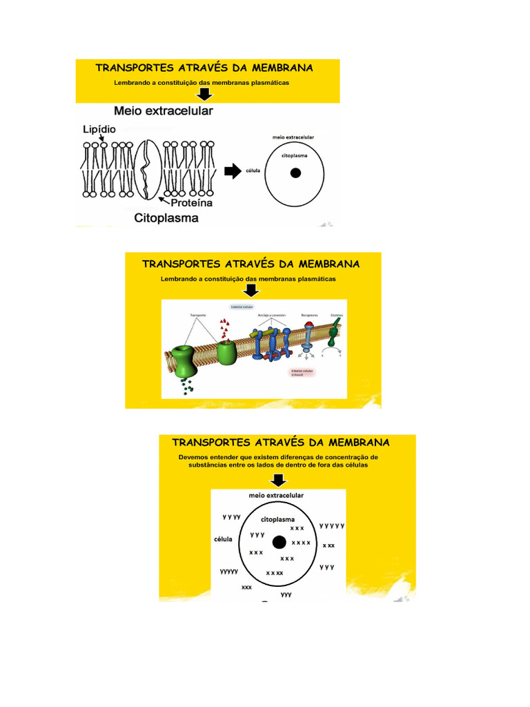 Assuntos 1 Ano | PDF