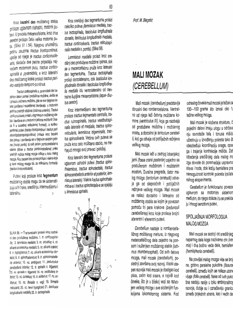 Mali Mozak | PDF