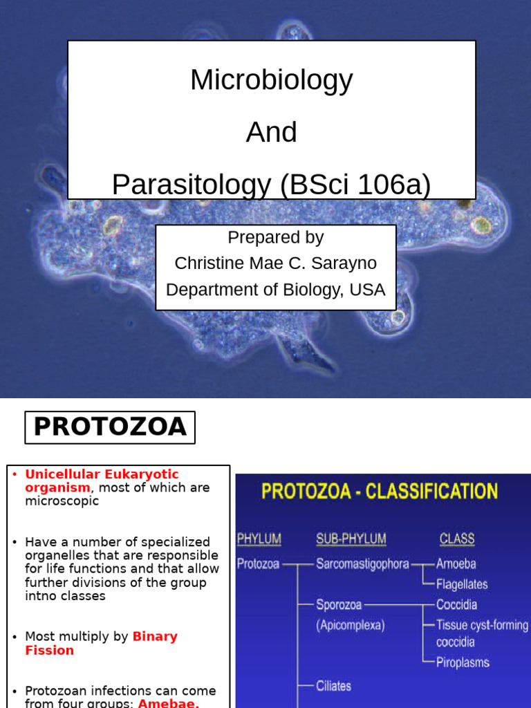Microbiology WPS Office | PDF | Protozoa | Cell (Biology)