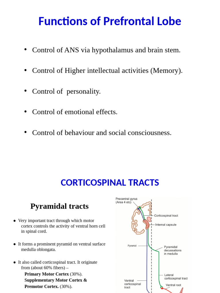 Motor Cortex-II (Descendig Tracts) | PDF | Motor Neuron | Spinal Cord