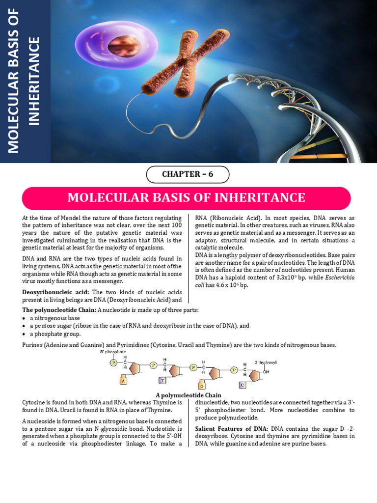 Molecular Basis of Inheritance | PDF | Dna | Gene