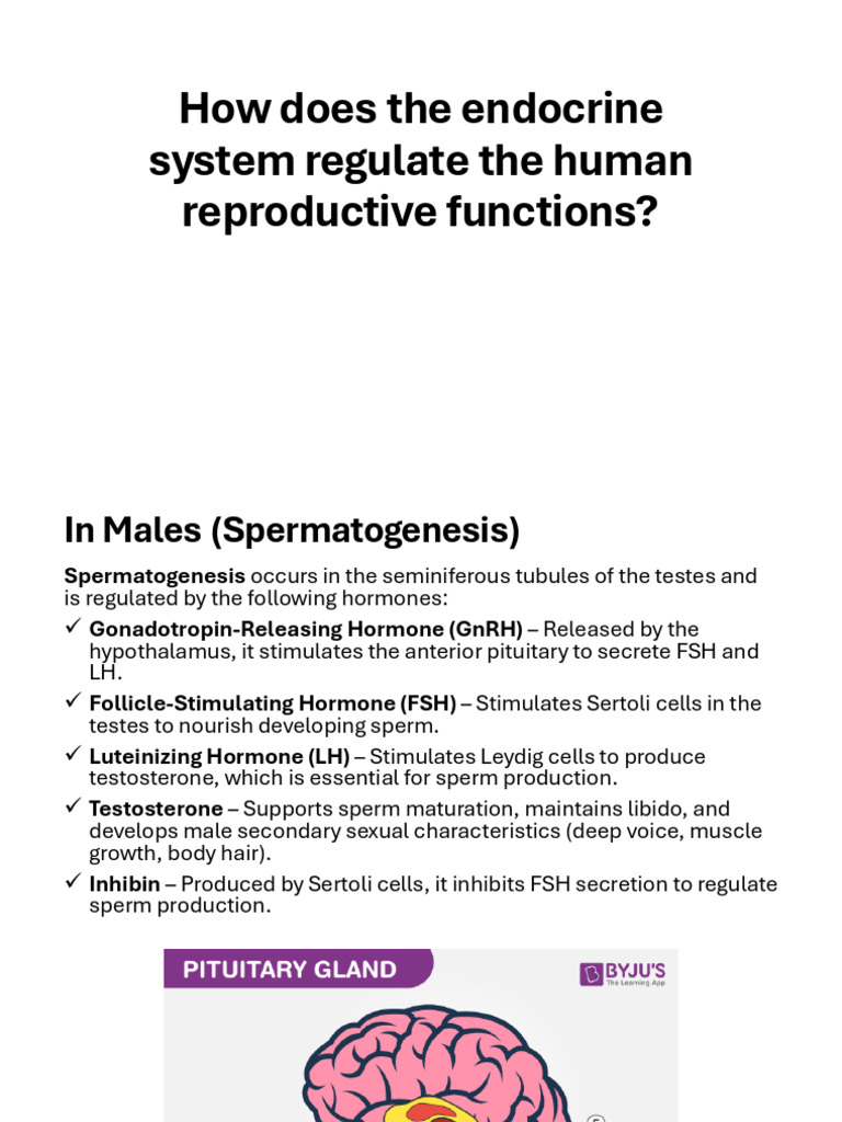 Endocrine System On Reproductive Functions | PDF | Menstrual Cycle | Luteinizing Hormone