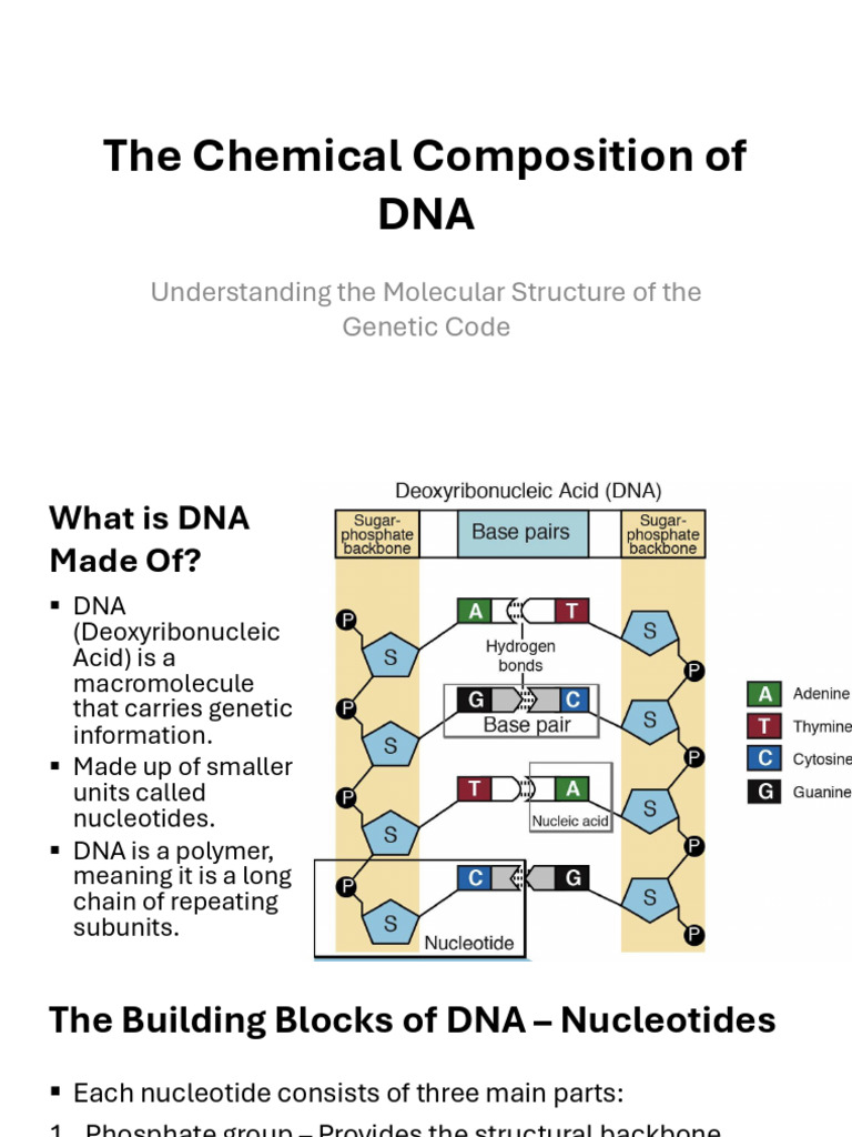 Chemical Composition of DNA | PDF | Nucleotides | Dna