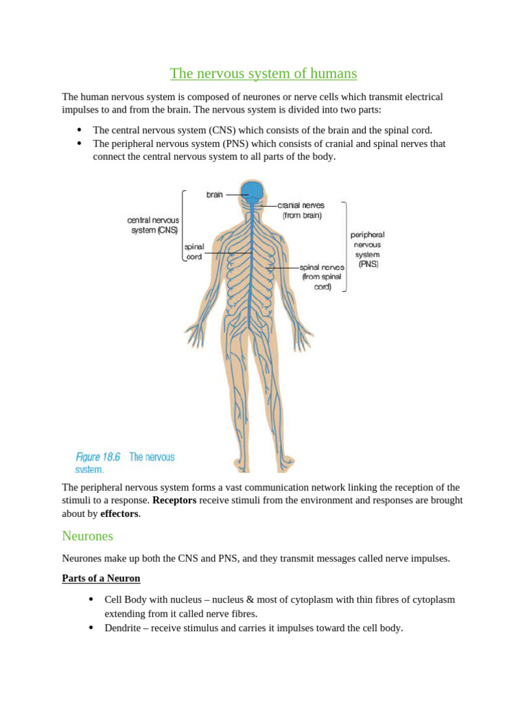 Understanding the Human Nervous System | PDF | Axon | Neuron
