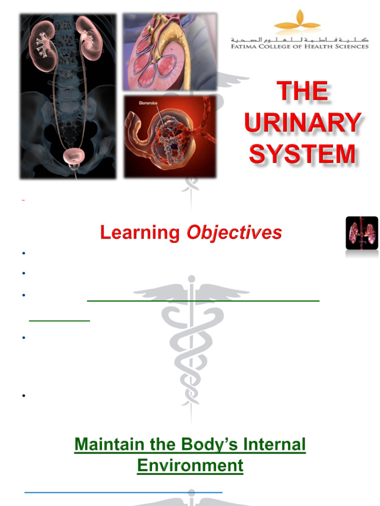 Grd121 Urinary System S3 Ay21 22 Pdf Kidney Animal Anatomy