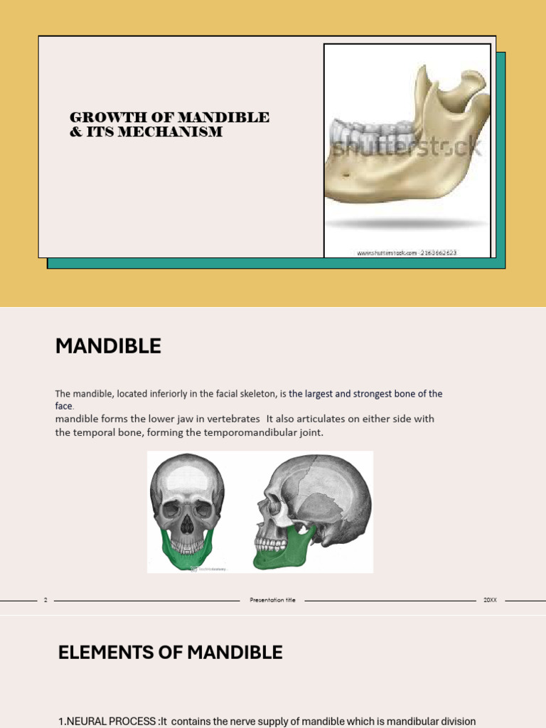 Growth of Mandible & Its Mechanism | PDF | Primate Anatomy | Skeletal ...