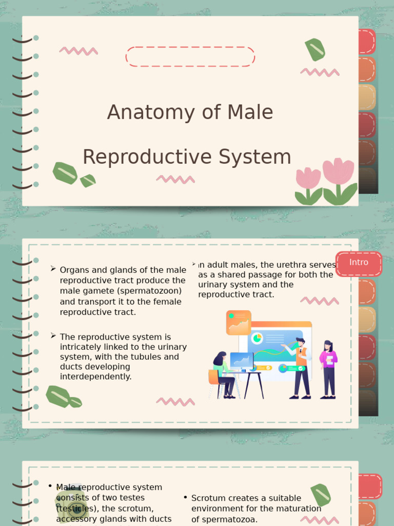 Male Reproductive System Anatomy Overview | PDF | Testicle ...