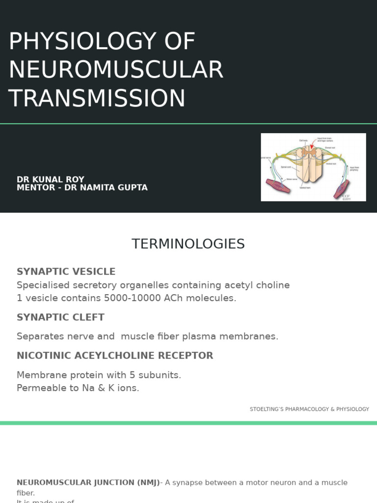 Neuromuscular Transmission Physiology | PDF | Neuromuscular Junction ...