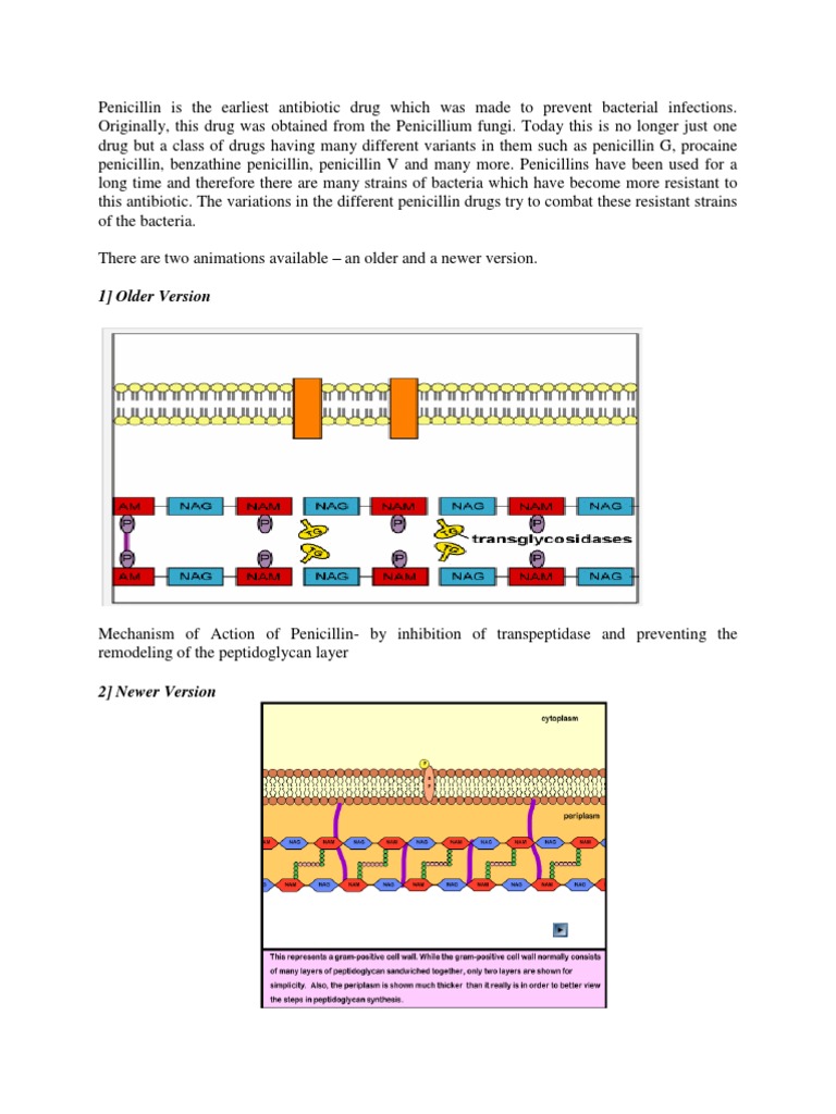 Penicillin - Bacterial Infections | PDF | Penicillin | Cell Wall
