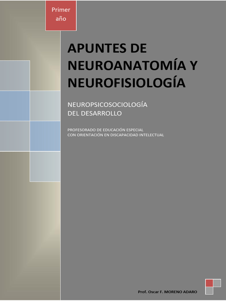 Neuroanatomia 2024 | PDF | Sinapsis | Nucleo celular
