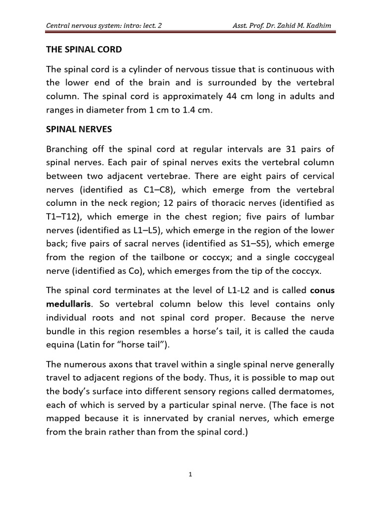 Intro To Nerveous System 2 | PDF | Spinal Cord | Vertebral Column