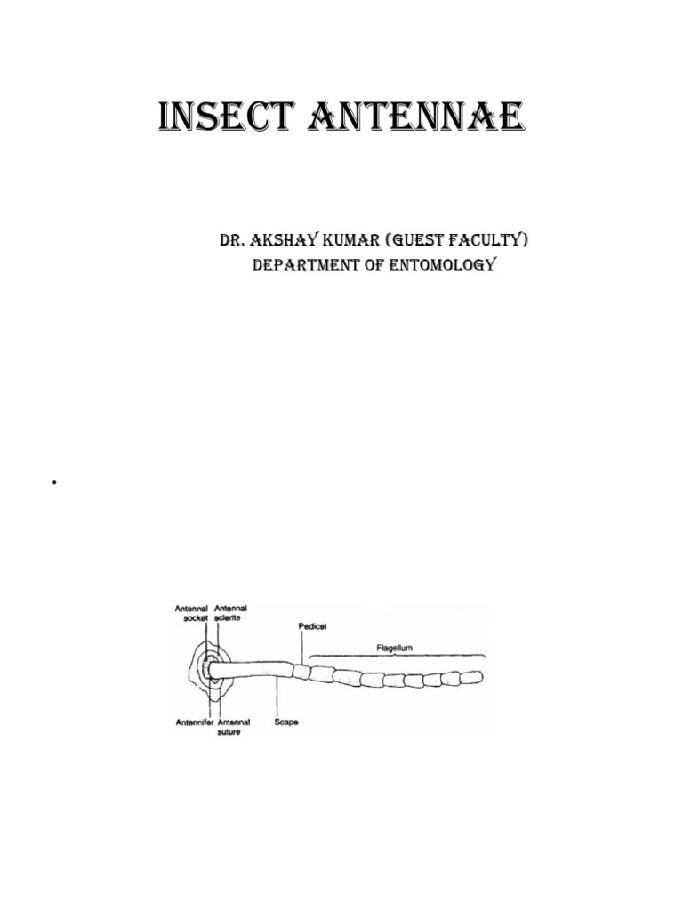 Types and Functions of Insect Antennae | PDF