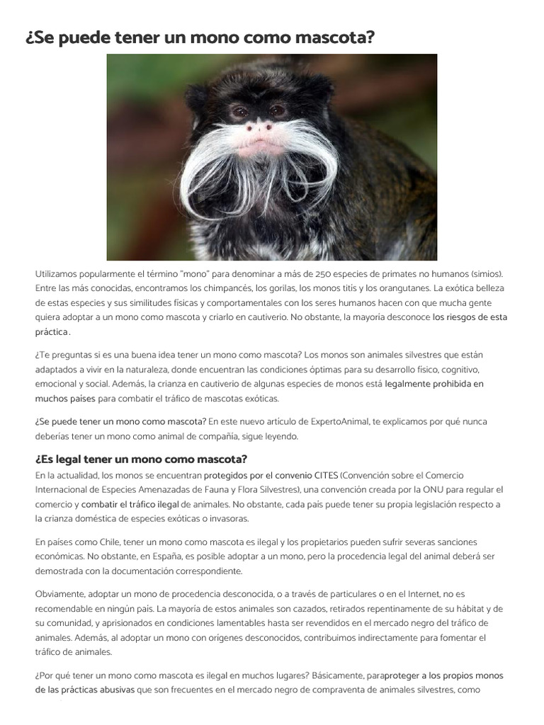¿Se Puede Tener Un Mono Como Mascota | PDF | Mascota | Mono