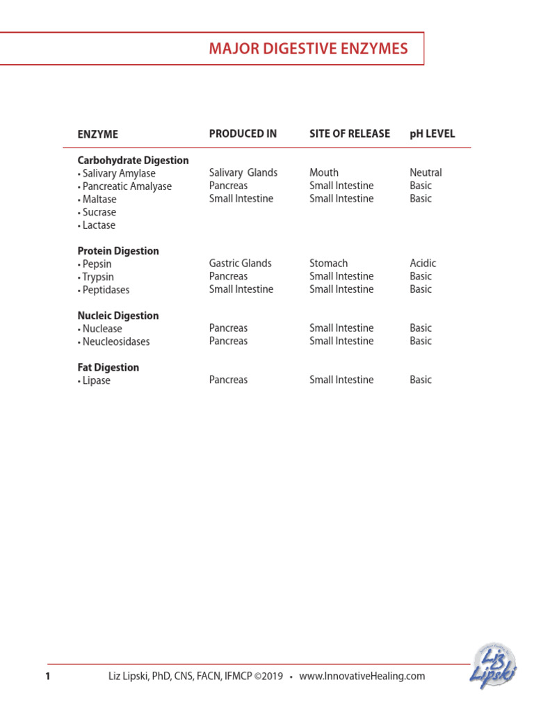 Major Digestive Enzymes Overview | PDF