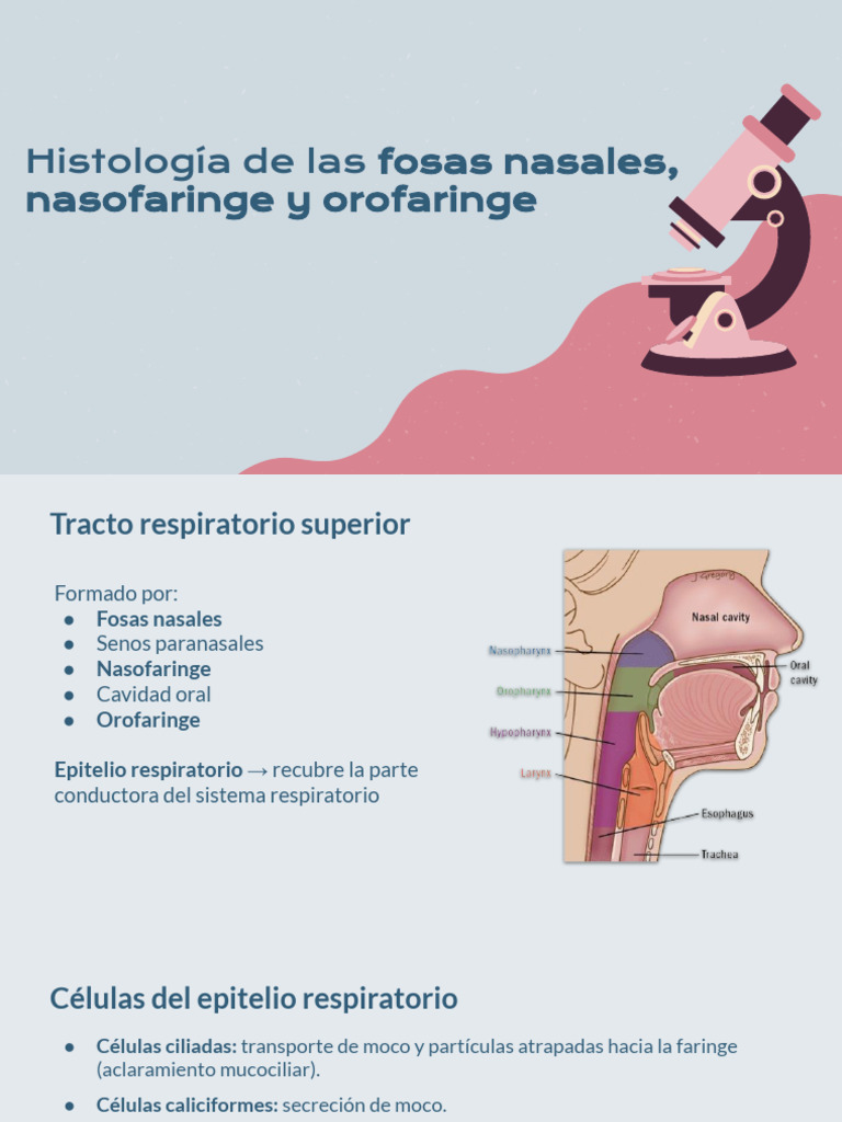 Histología de fosas nasales y faringe | PDF | Nariz humana | Epitelio