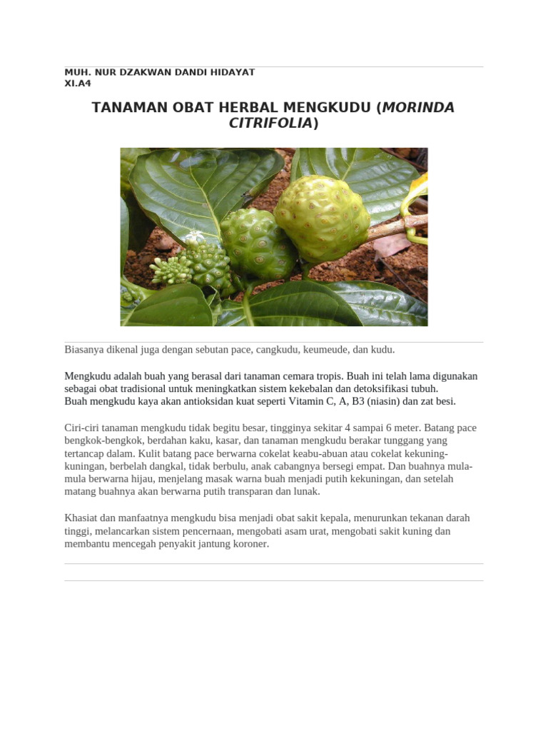 Tanaman Mengkudu Dandi | PDF