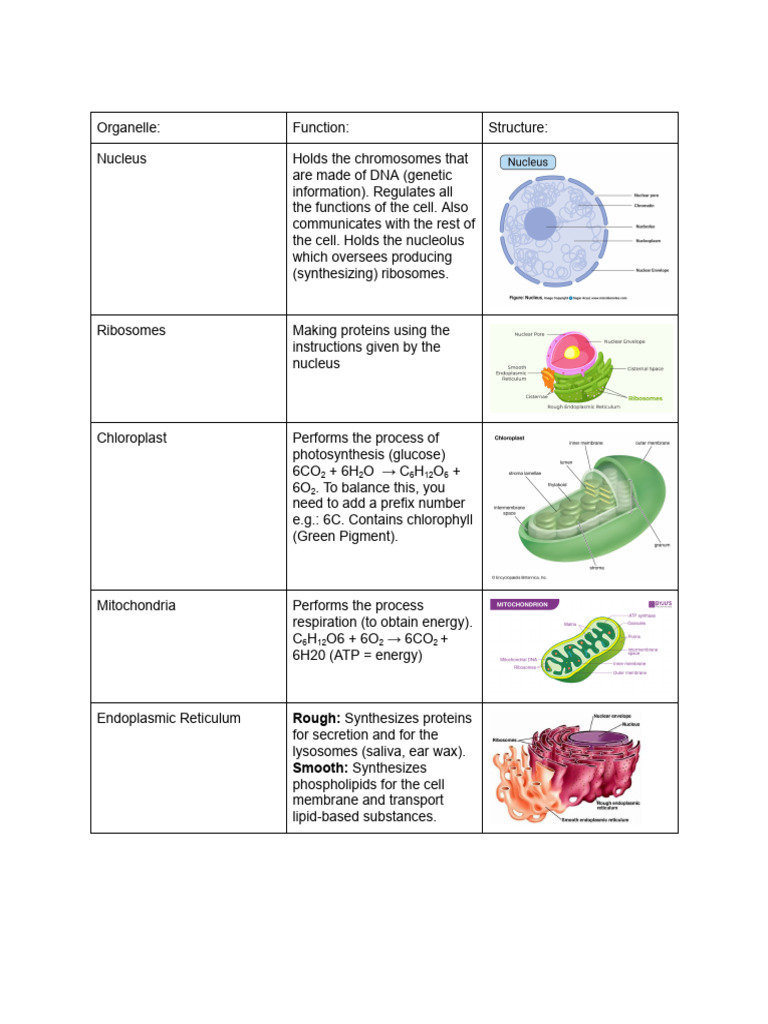 Biology Table - Documentos de Google | PDF | Cell (Biology) | Secretion