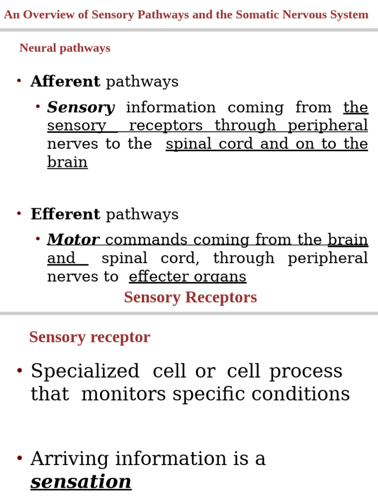 DCML AnterolatSystem | PDF | Spinal Cord | Somatosensory System