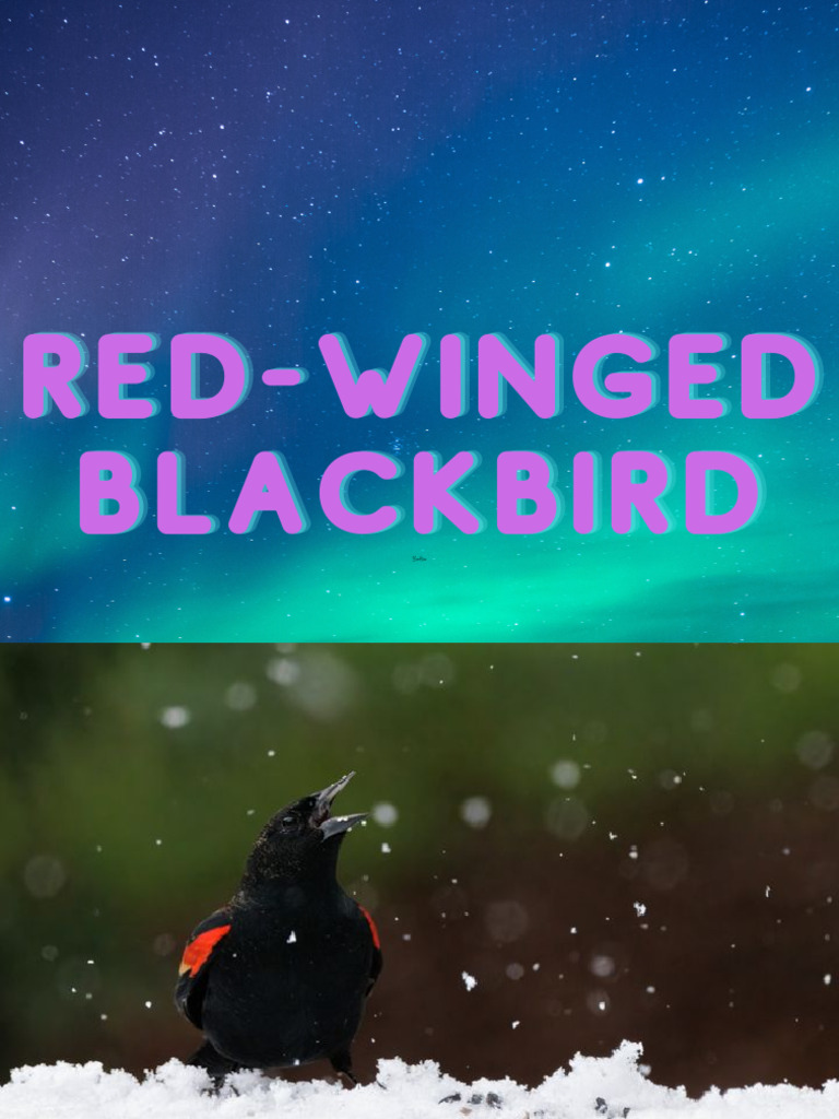 red-winged blackbird | PDF