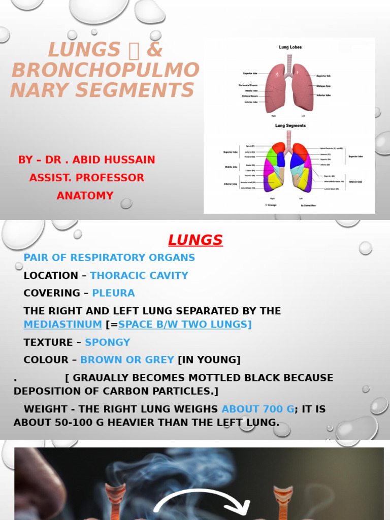 Lungs and Bronchopulmonary Segments | PDF | Lung | Respiratory System