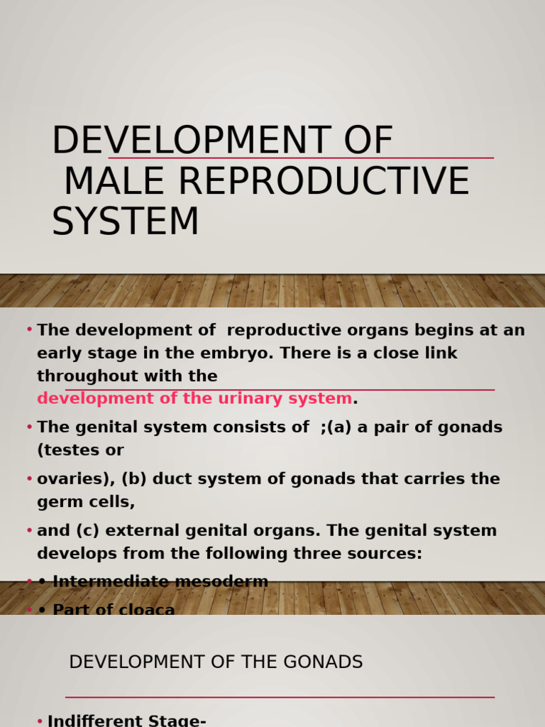 Development of Male Reproductive System | PDF | Testicle | Reproduction