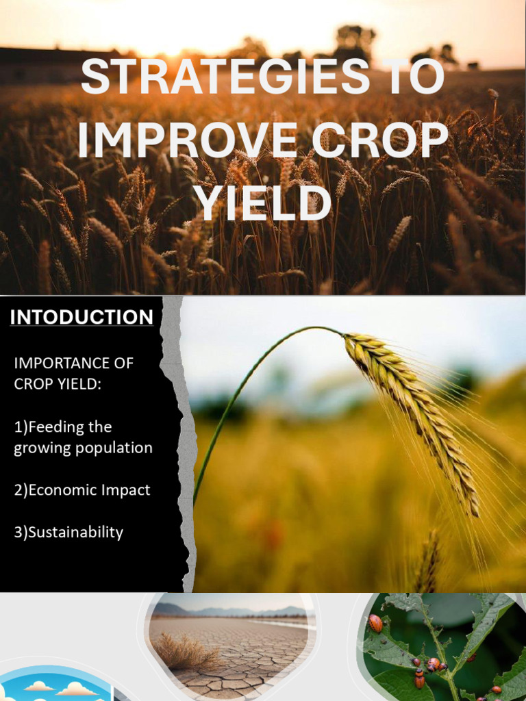 Strategies for Improving Crop Yield | PDF