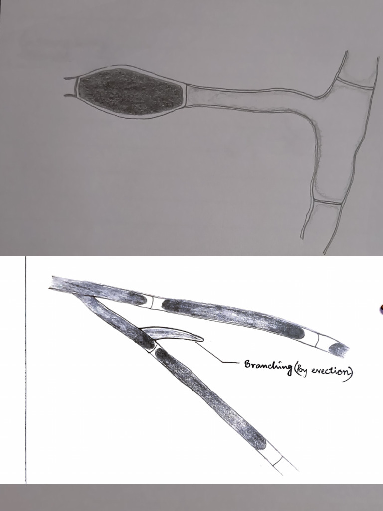 Phycology Practical Drawings | PDF