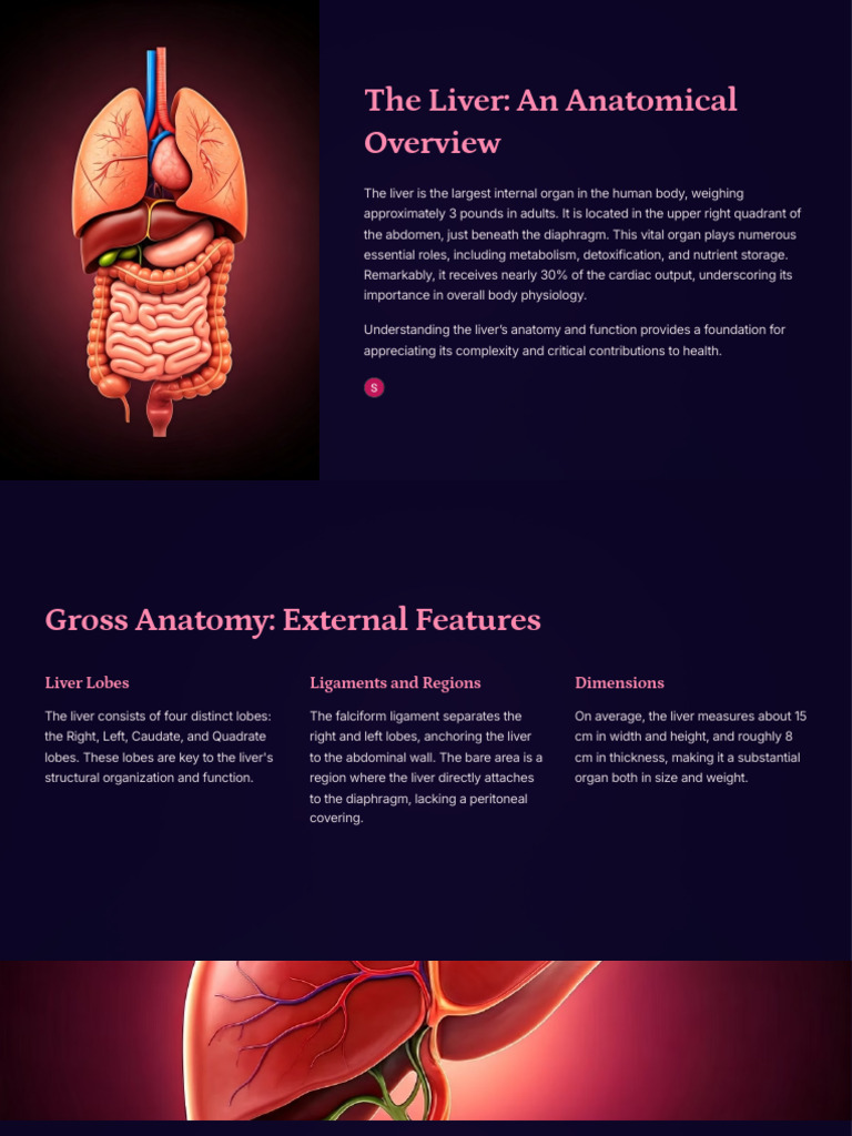 Anatomy and Function of the Liver | PDF | Liver | Bile