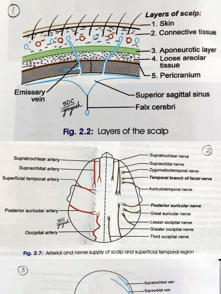 Gross Anatomy Diagrams - Head & Neck | PDF | Vein | Neck