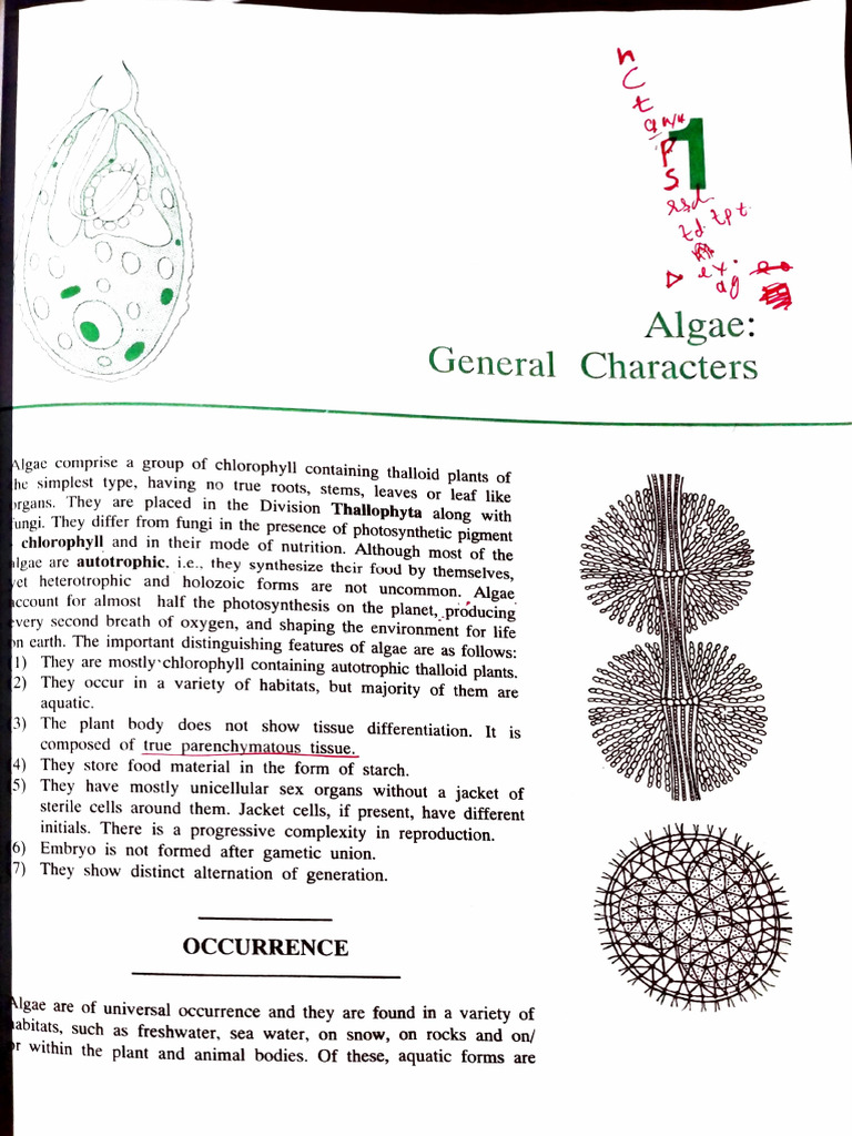 General Characteristics of Algae | PDF | Organelle | Cell (Biology)