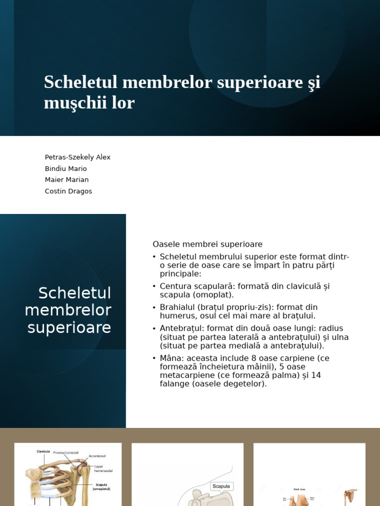 Scheletul Membrelor Superioare Şi Muşchii Lor | PDF