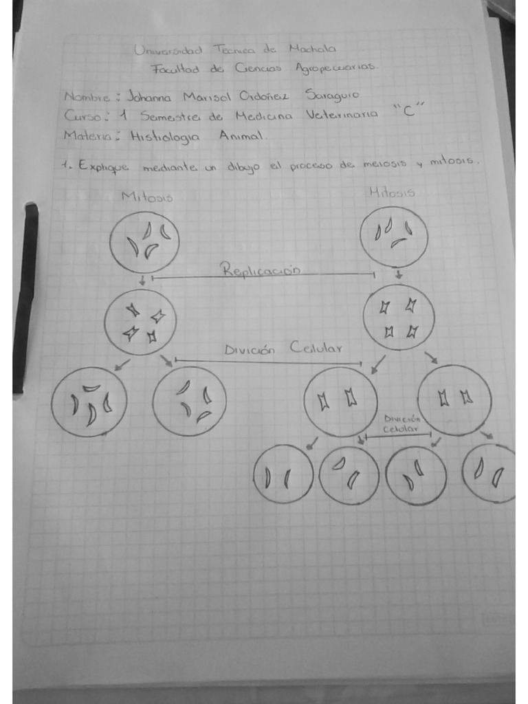Deber de Histología | PDF