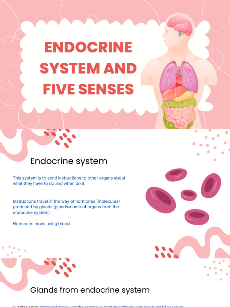 Pink Illustrative The Human Body Presentation | PDF | Endocrine System ...