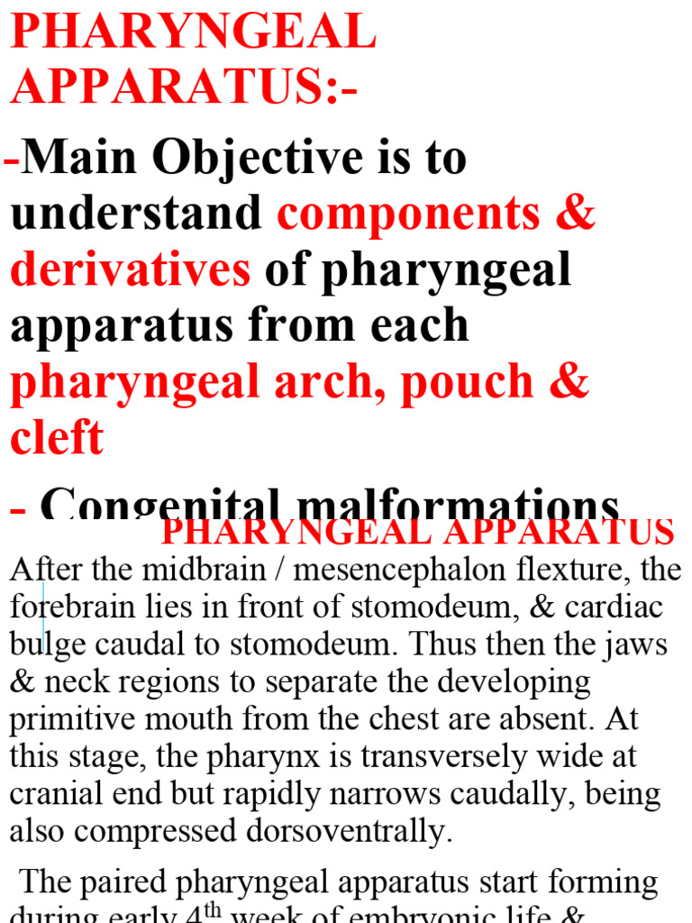 Development of Lips Palate and Face | PDF | Human Nose | Tongue