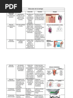5 Músculos Del Paladar Blando | PDF | Laringe | Anatomía de los primates