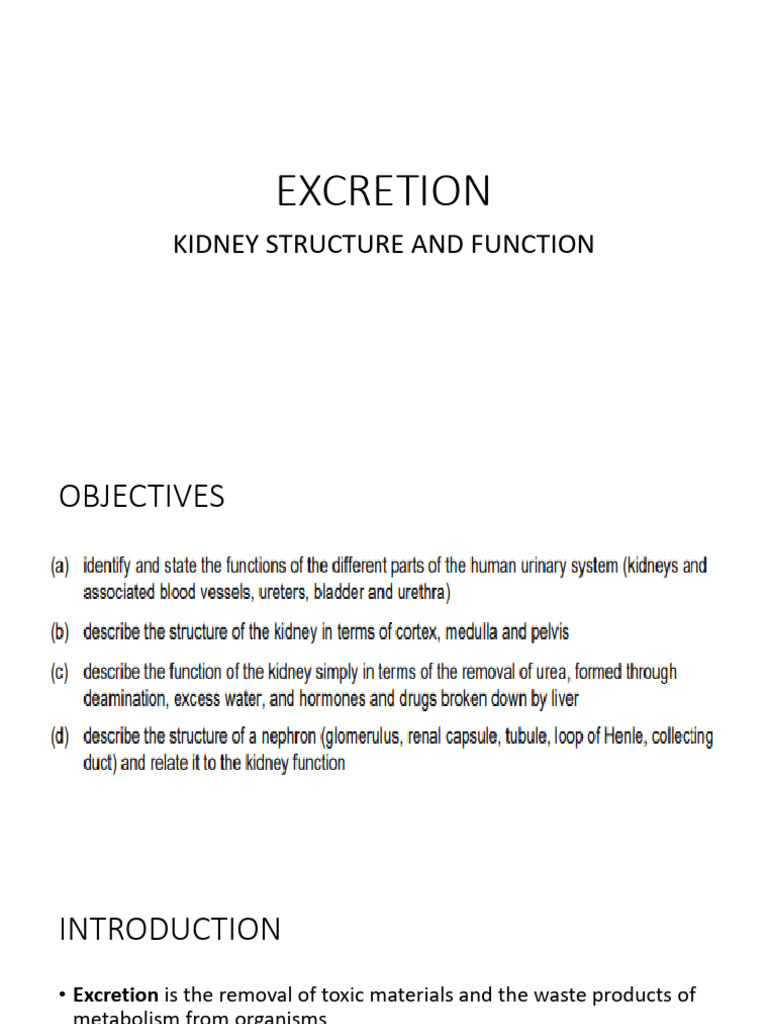 Kidney Structure and Function - 035819 | PDF | Kidney | Urinary System