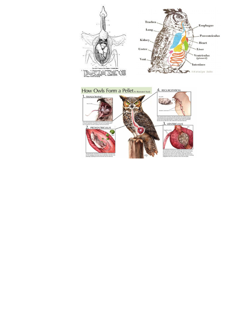 Buhos | PDF