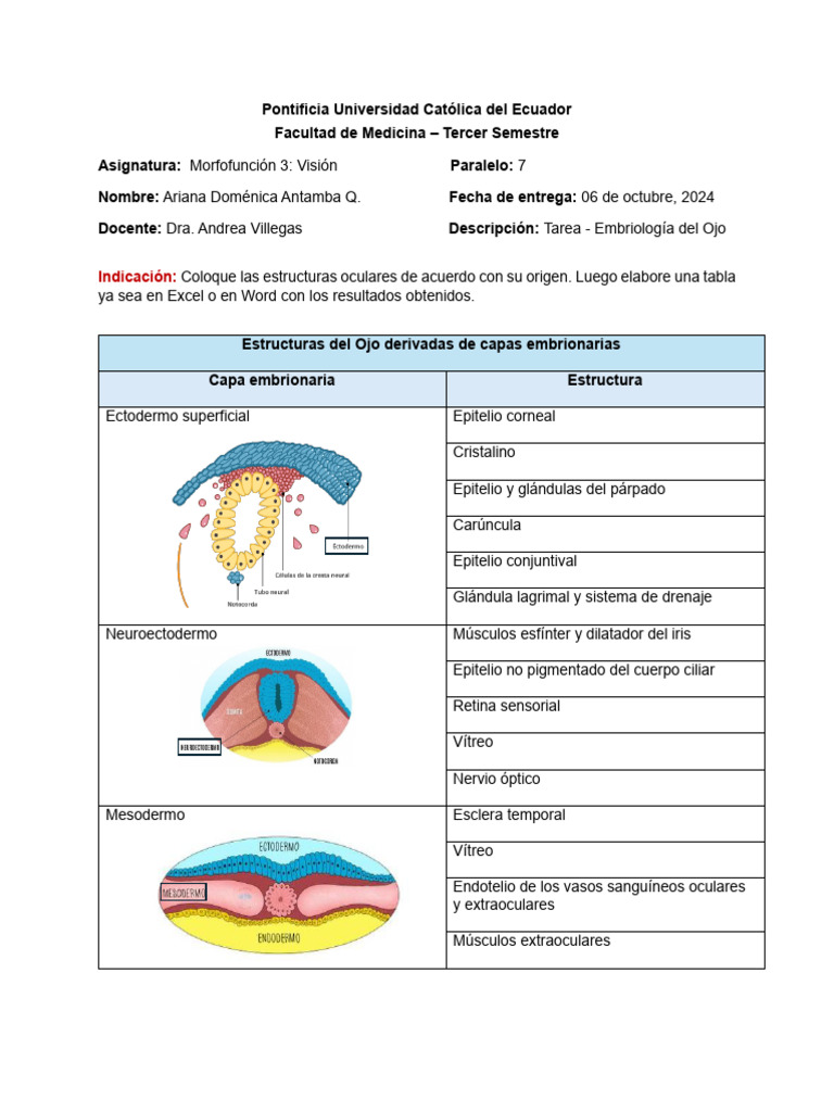 Embriología del Ojo: Estructuras Oculares | PDF | Ojo | Epitelio
