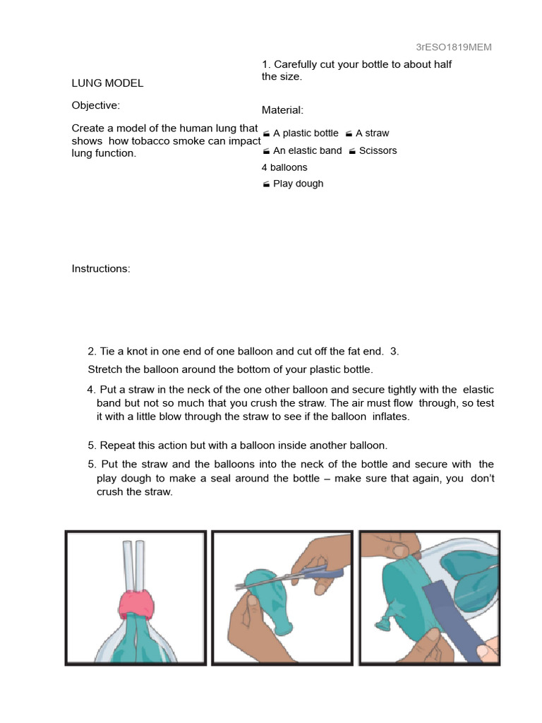 P4 LUNG MODEL Students Sheet | PDF | Balloon | Lung
