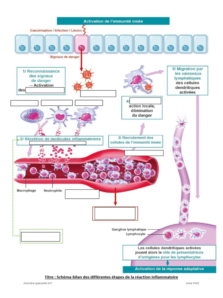 Schéma des étapes de la réaction inflammatoire | PDF