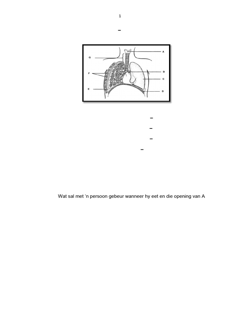 GR 11 WK 18 Asemhaling Memo | PDF