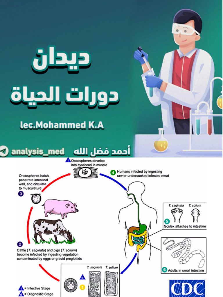 Life Cycle | PDF