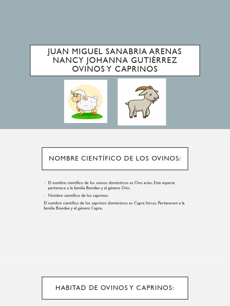 Ovinos y Caprinos | PDF | Oveja
