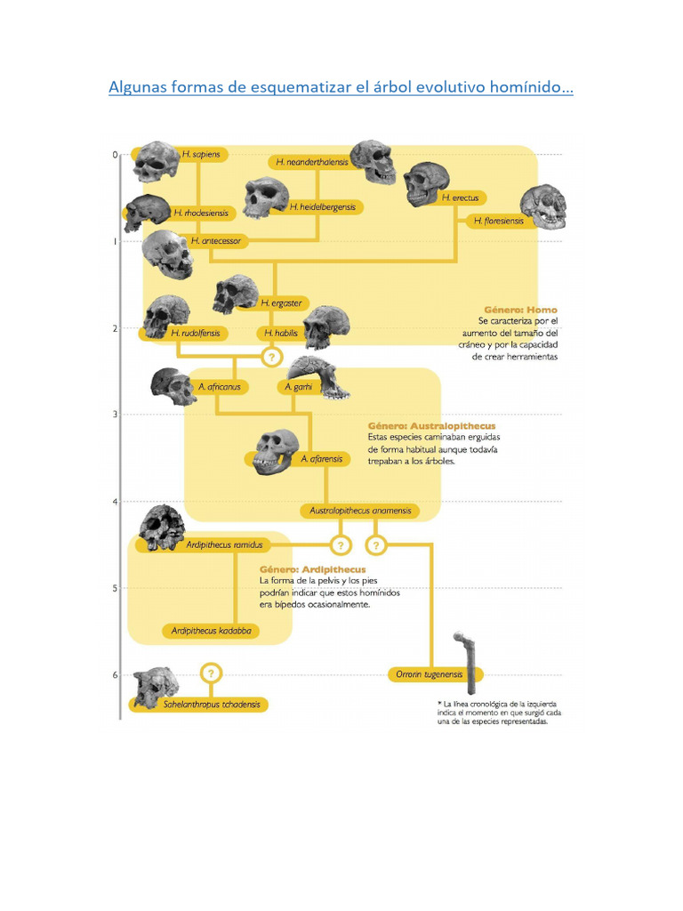 Algunas Formas de Esquematizar El Arbol Evolutivo Hominido | PDF