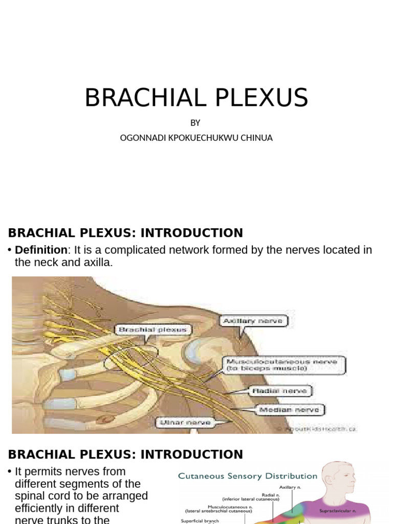 Understanding the Brachial Plexus Anatomy | PDF | Arm | Human Anatomy