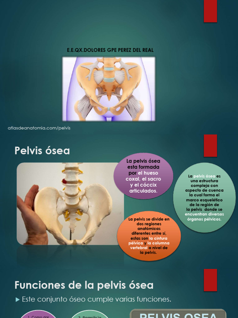 Pelvis Osea Enfermera Victoria (Autoguardado) | PDF | Pelvis | Sistema ...
