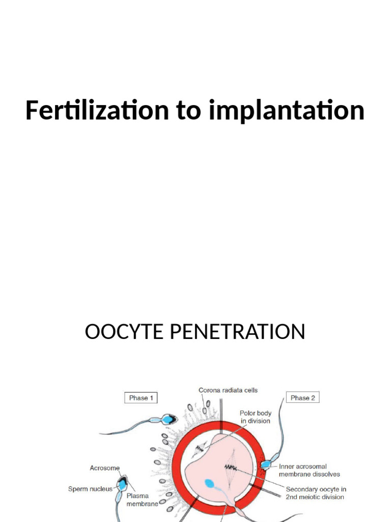 part fertilization & implantation | PDF | Uterus | Fertilisation
