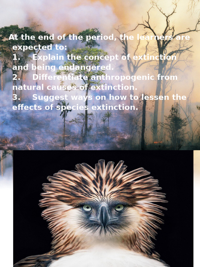 7 Endangered Species in The Philippines | PDF